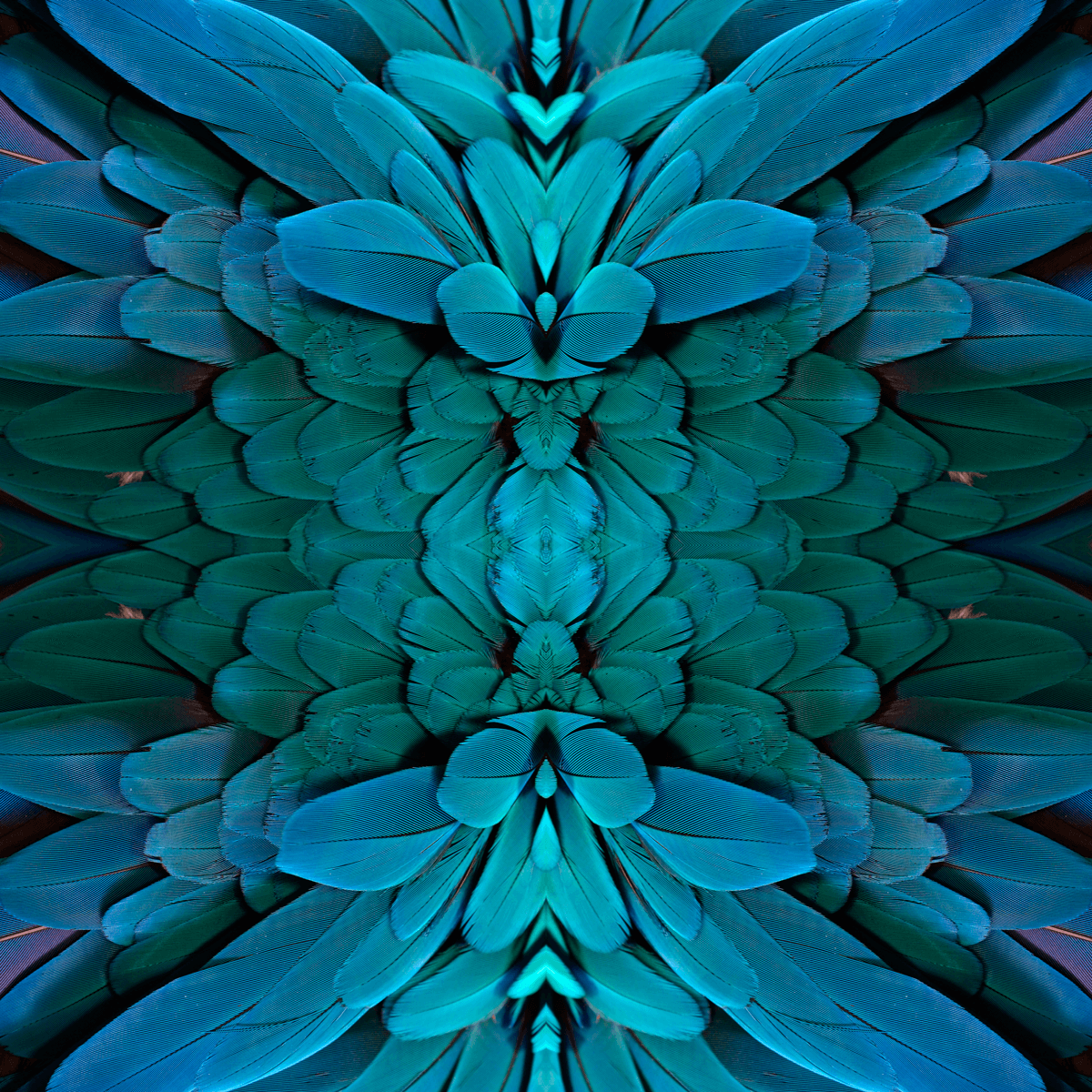 Plume - Amazonian Traditional & Peel and Stick Wallpaper